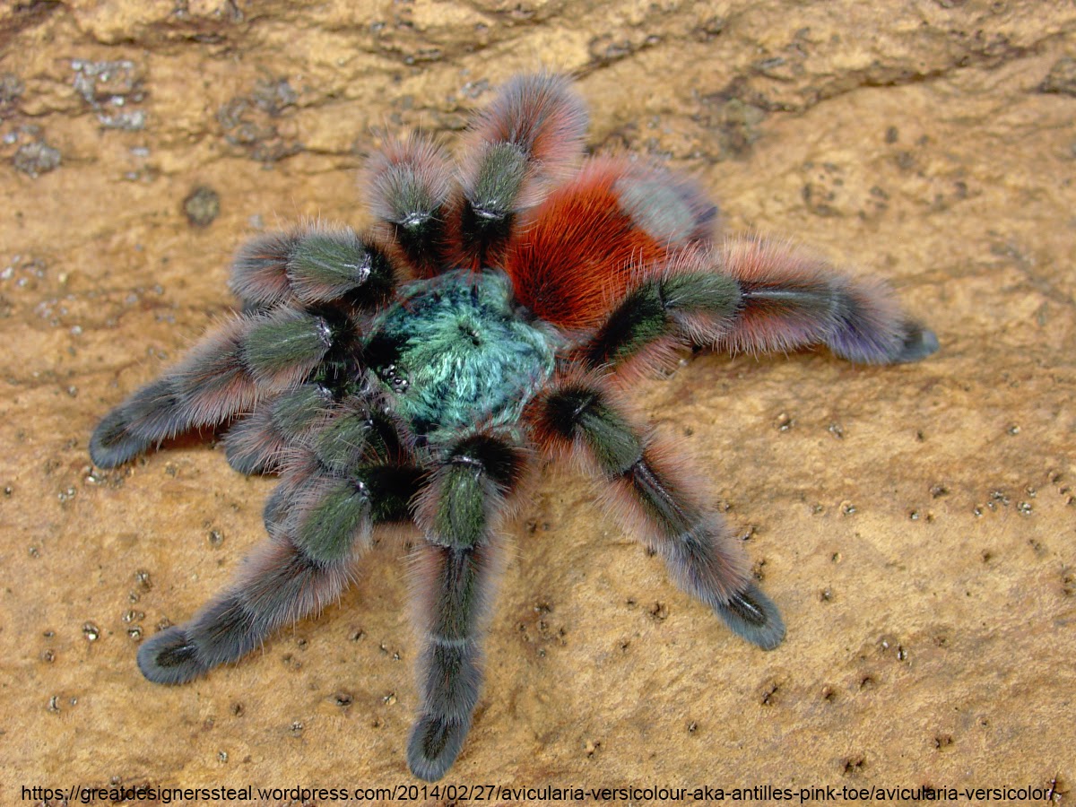 Bizarre Creature of the Day: Creature 283: Avicularia versicolor