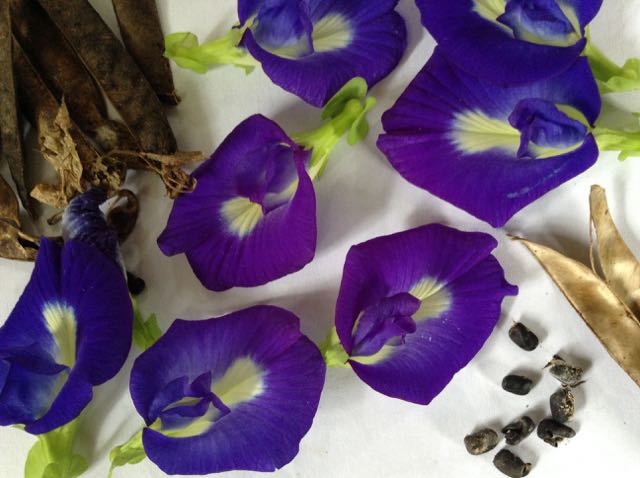 Terbaru 12+ Gambar Bunga Telang Biru - Gambar Bunga Indah