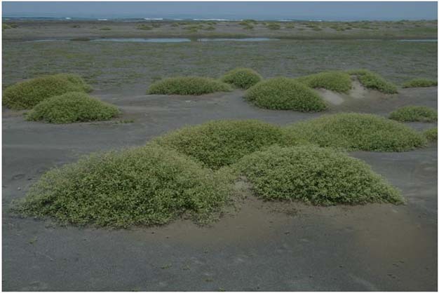 Landforms in the World: Coastal and Oceanic Landform (21.Dune System)