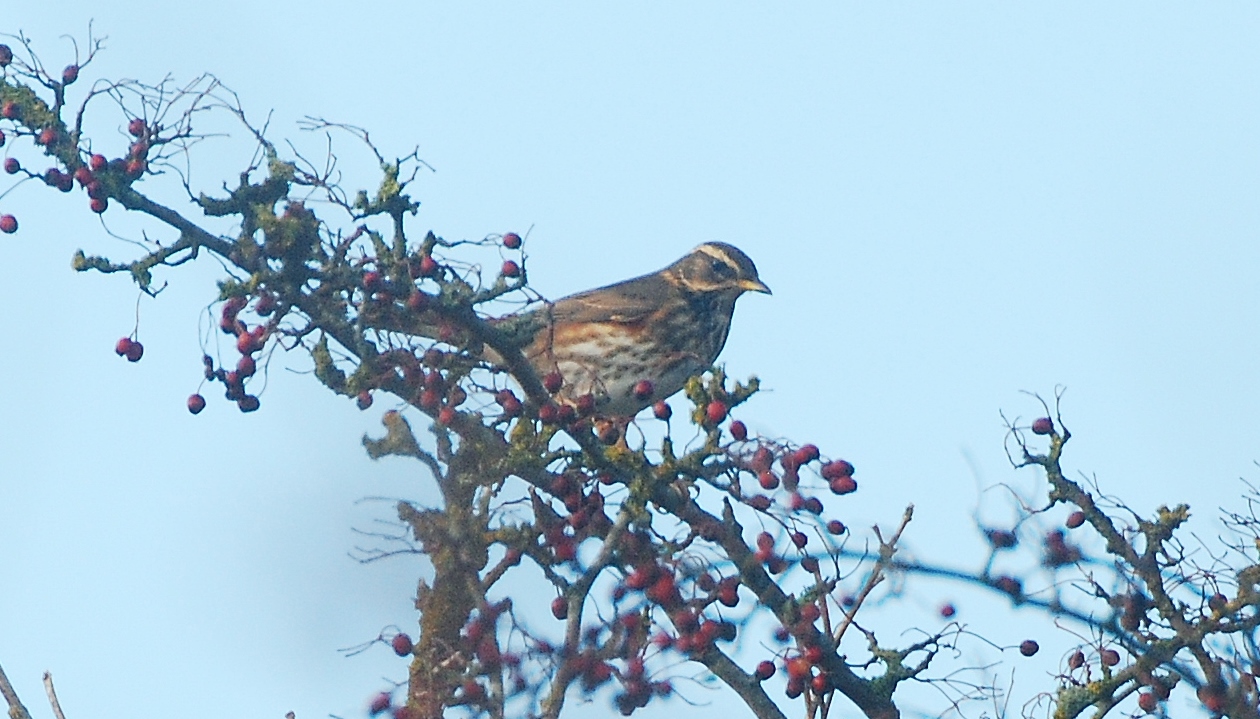 Beachborough Park Wildlife Sightings Folkestone Kent: Bird Sightings ...