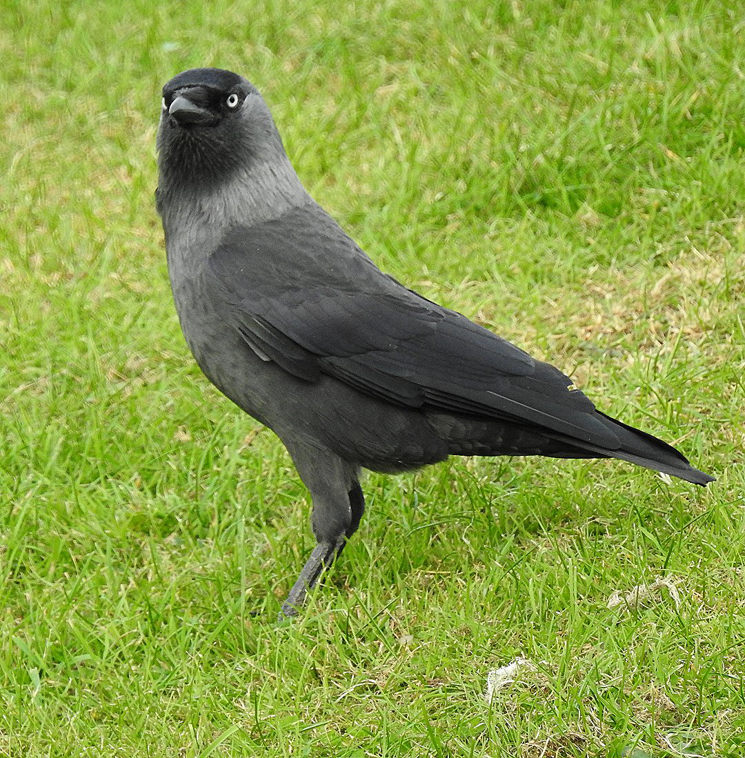 CAMBRIDGESHIRE BIRD CLUB GALLERY: Jackdaw