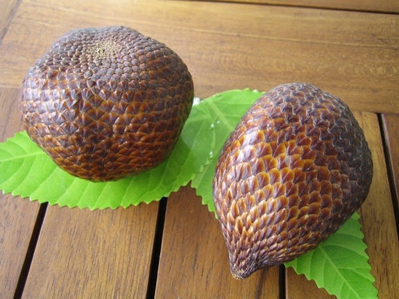 Herbs-Treat and Taste: SNAKE FRUIT TREE ( SALAK) - INFORMATION AND BENEFITS