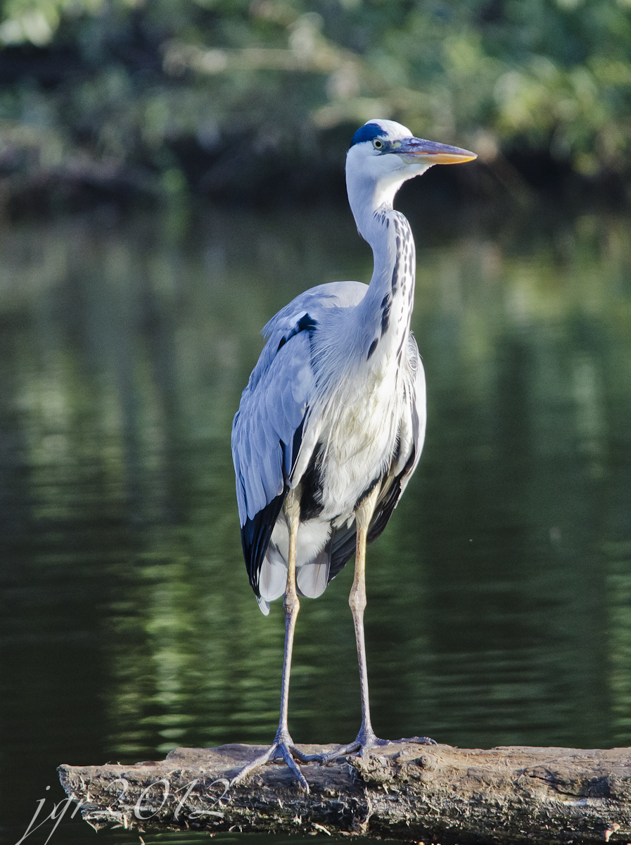 Fotografia, naturaleza y más.: La Garza Real