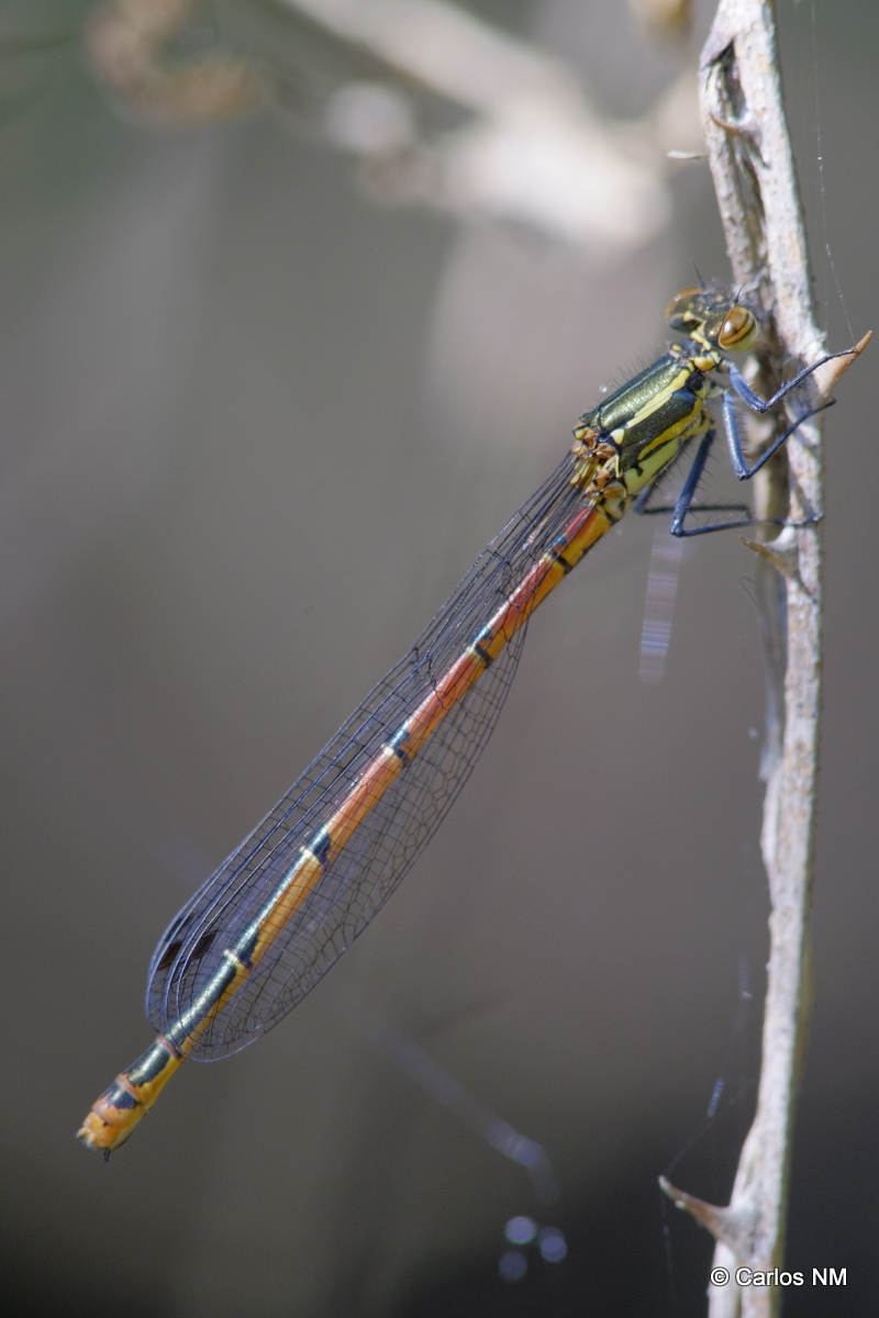 Ojos de Libélula: 2017