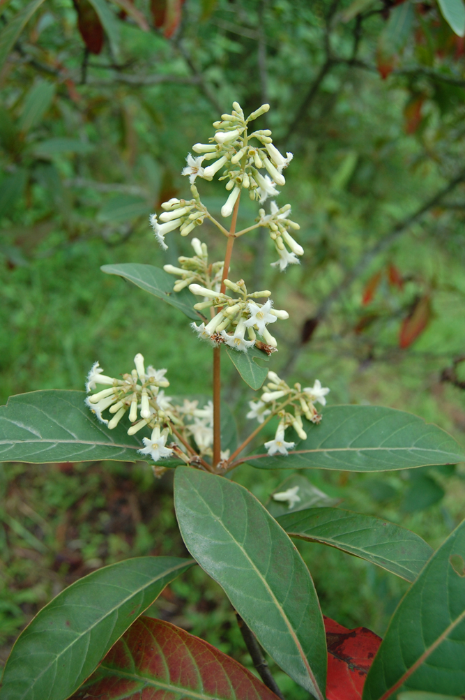 West Bengal Tour & Travel: Mungpoo-The Land Of Cinchona