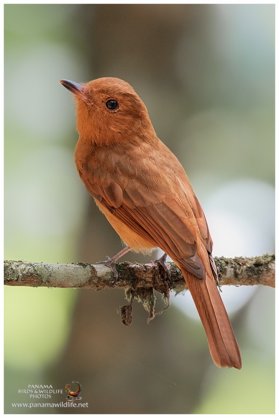 Bird photography at Altos del María