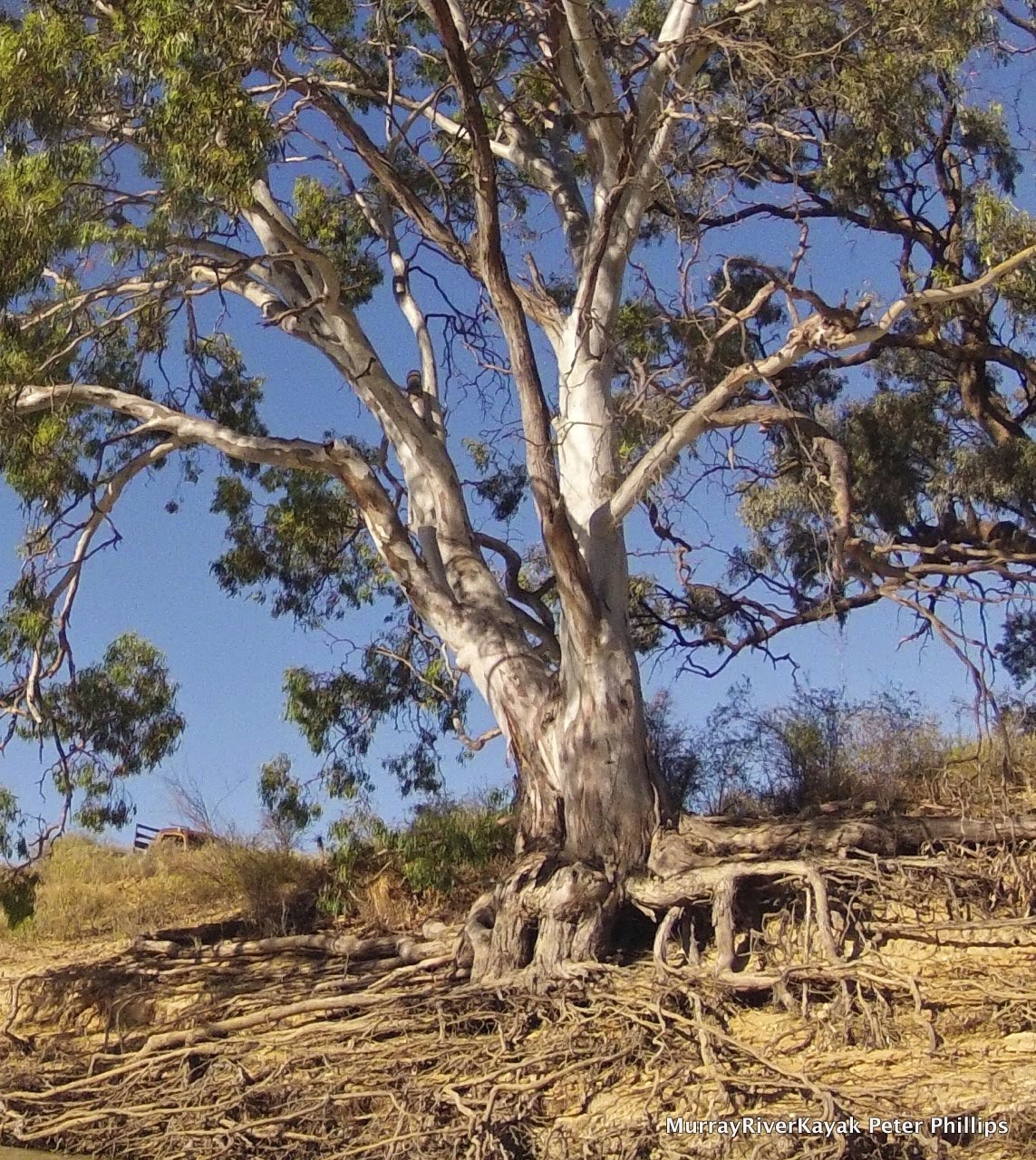 Murray River Kayak.: Day 23: 566 to 500 km to the sea: Renmark - Lock 5 ...