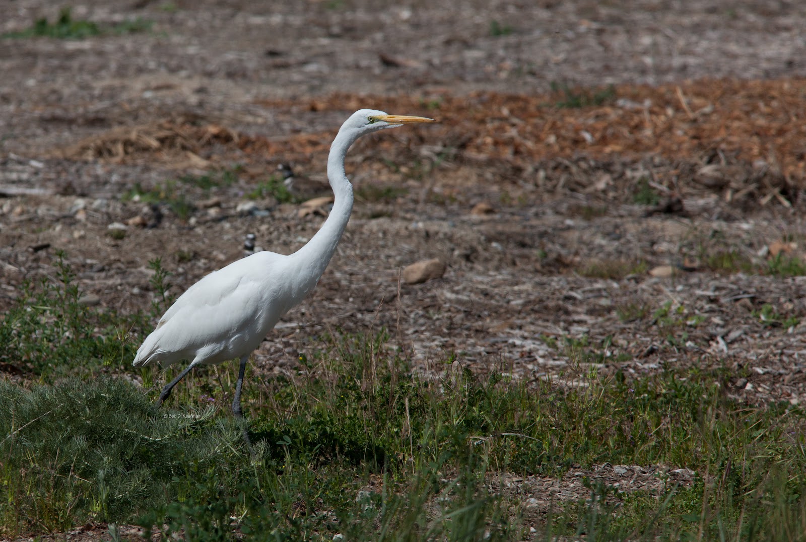 TWO BIRDERS TO GO: A Quick Peck