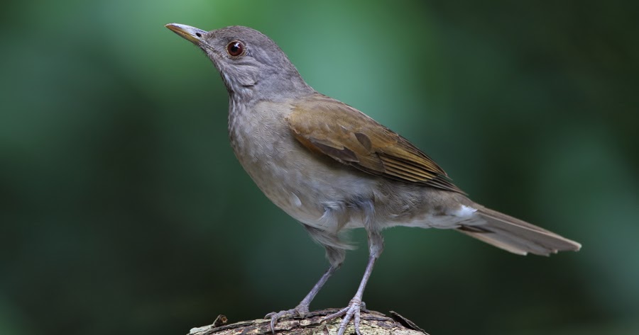 Comunidade Acariquara: Sabia do sabiá? Saiba, são dois