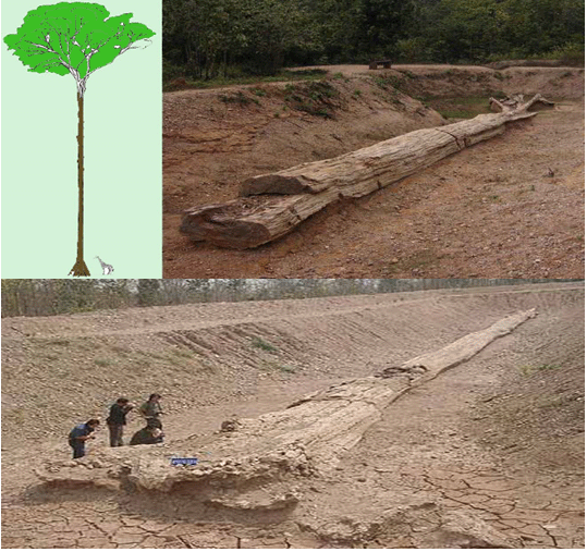 Tallest Fossil tree found in northern Thailand