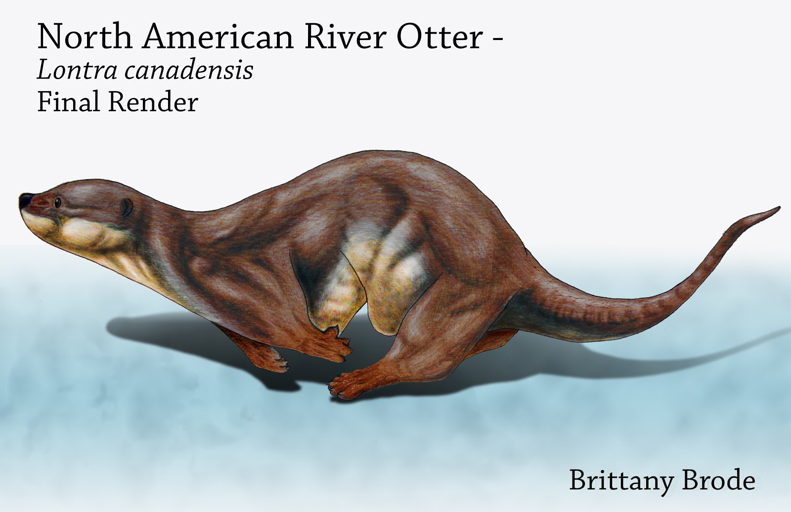 Brittany Brode: Animal Anatomy Finals