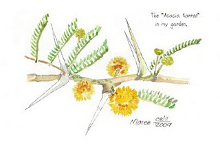 Hedgie's Nature Journal : My Acacia 'karroo'