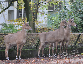 ZOOTOGRAFIANDO (6.100 ANIMALS): NILGO, NILGHAI O TORO AZUL / NILGAI ...