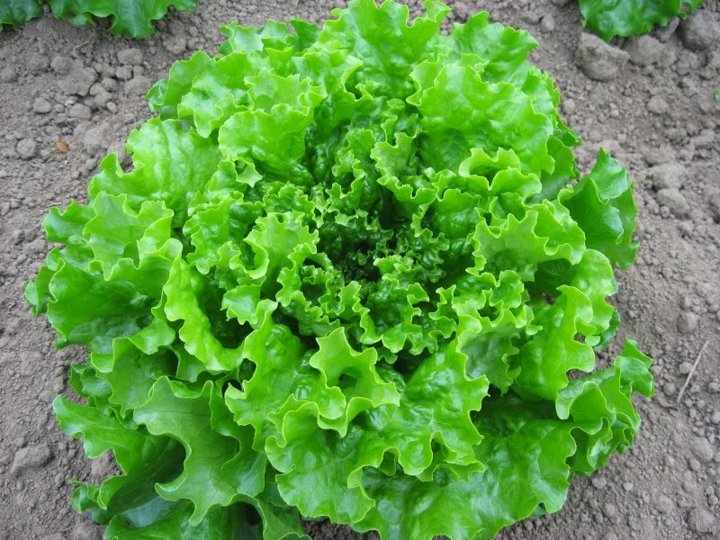 Mudahnya Budidaya Selada Di Pekarangan Rumah