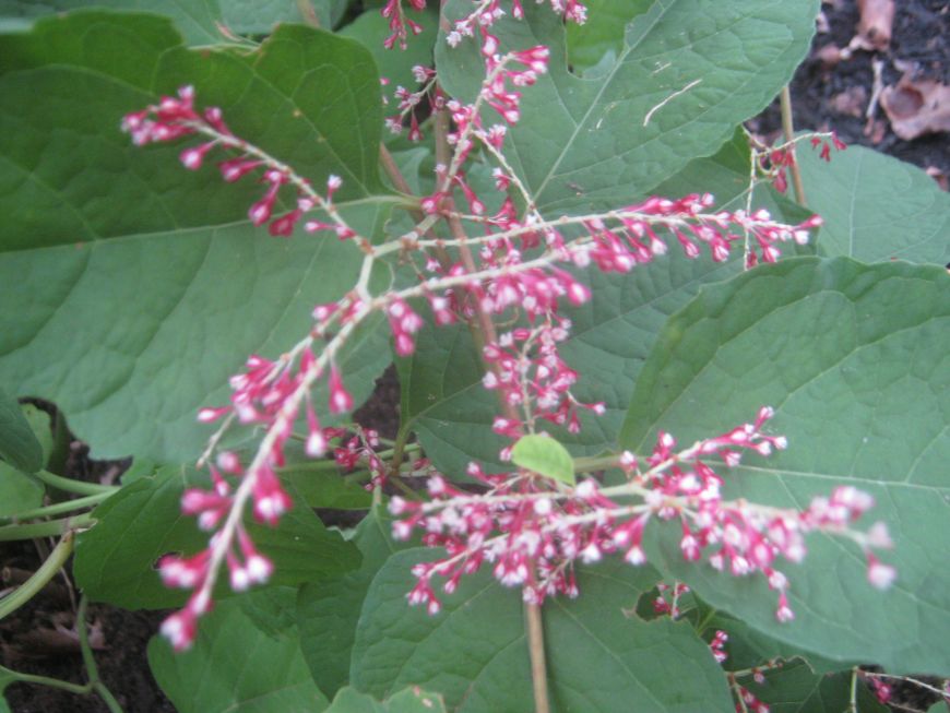Future Plants by Randy Stewart: Fleece Flower & Knotweed