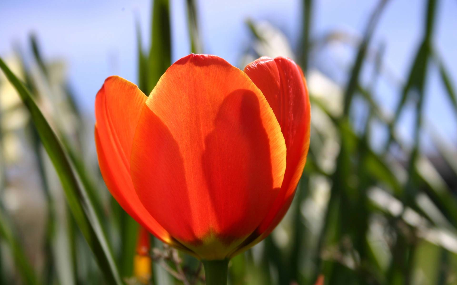 Beautiful Tulips Wallpapers