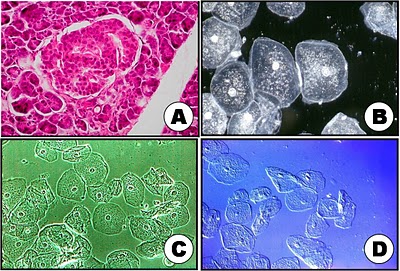 SOS BIOLOGIA CELULAR Y TISULAR: TIPOS DE MICROSCOPIOS OPTICOS