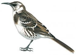 Laberinto en extinción: Sinsonte de las Galápagos (Mimus trifasciatus)