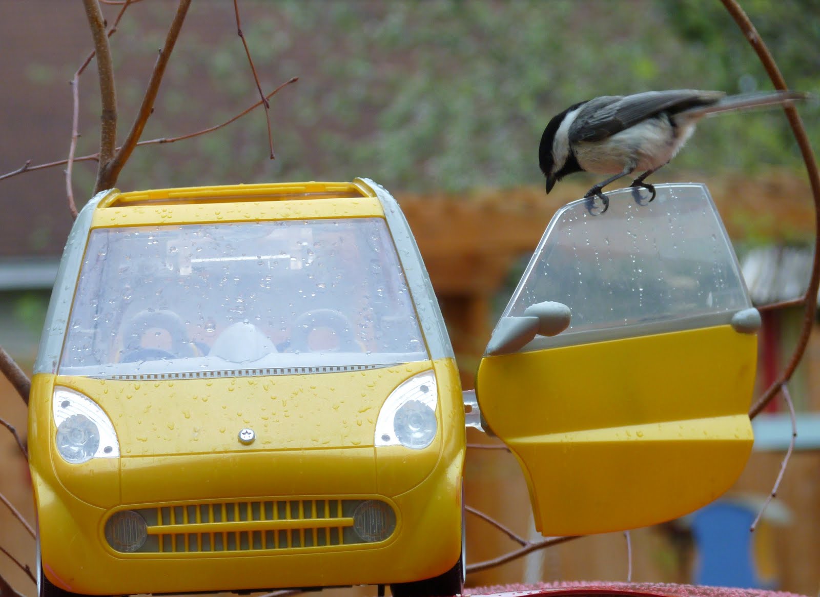 Minneapolis Backyard Birds - Jeanasina's Crazy Stuff: Car Salesman at a ...