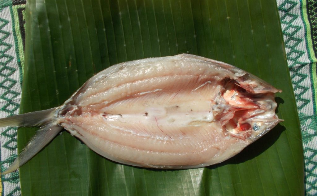 Milkfish Supplier, Milkfish Fresh Market, Milkfish Fillet, Bangus Fish ...