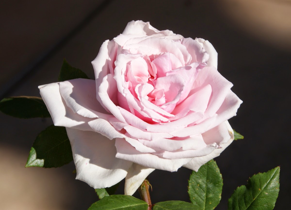 Organic Garden Dreams: February Roses