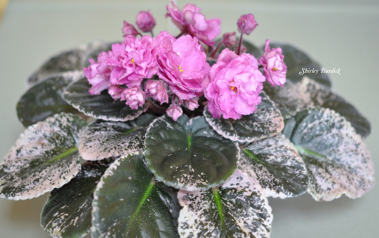 Sweet Romantic Notions: Romantic African Violet's