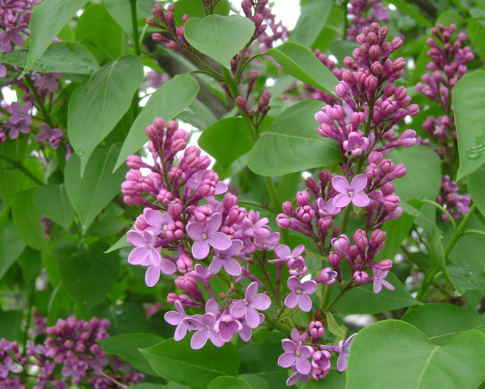 Prairie Rose's Garden: Wildflower Wednesday and Other Spring Blooms