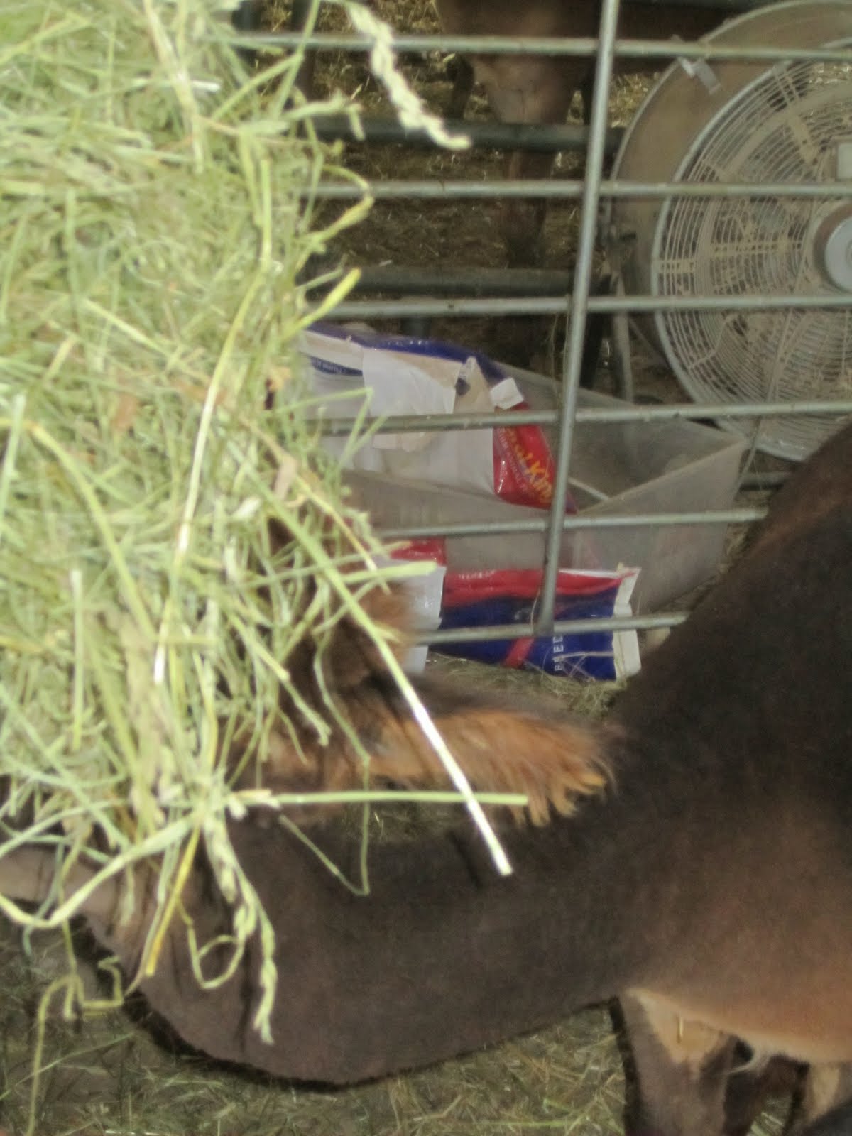 Llamas of Wier World: The smell of fresh-cut hay