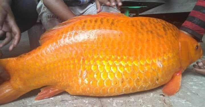 SUMUT POTRET: Ikan Mas 'Raksasa' Danau Toba Ditangkap Penyebab ...