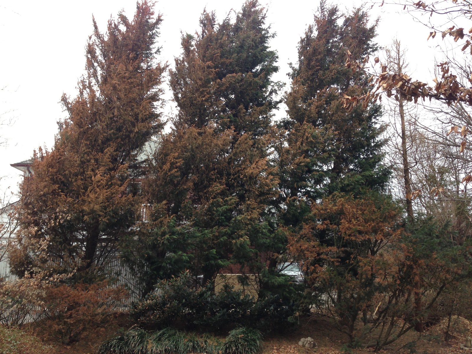 Field Notes: Salted Evergreens