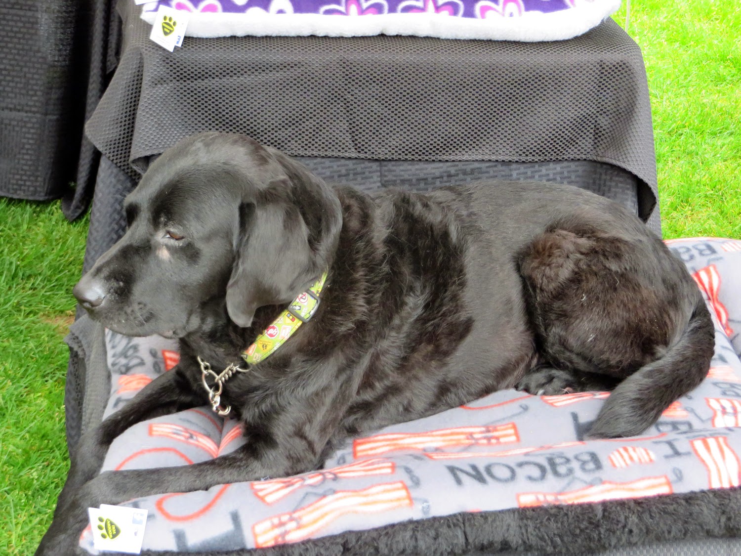 Cinnamon the Traveling Coonhound: 2015 Humane Society for Southwest ...