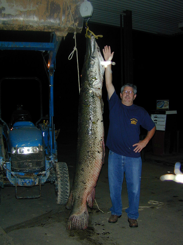 Alligator Gar Fish - Alligator Gar Information Site