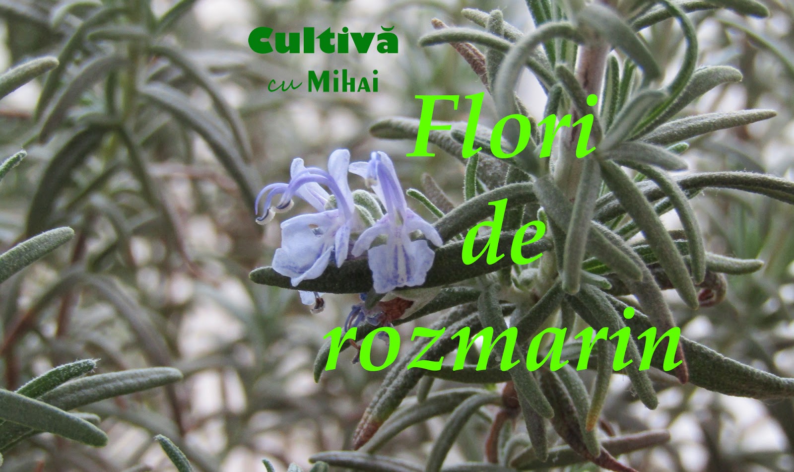 Flori de rozmarin (Rosmarinus officinalis) ~ Atelier de familie