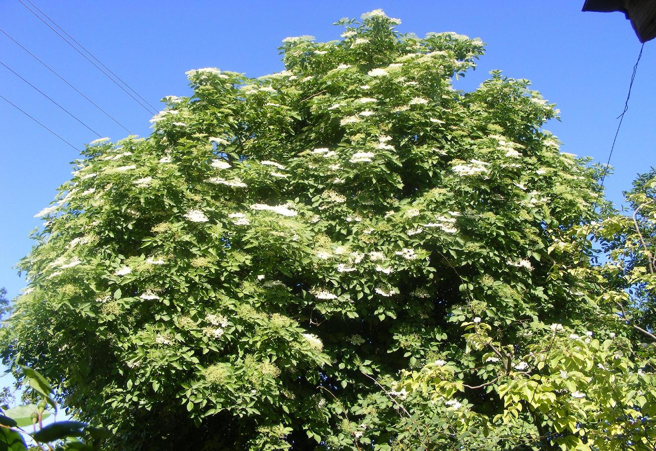Socul | Retete Culinare Preparatedevis.ro