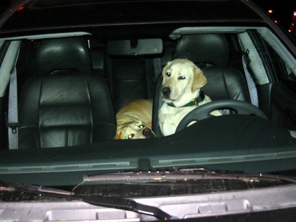 40 Cool dogs driving cars (40 pics) | Amazing Creatures