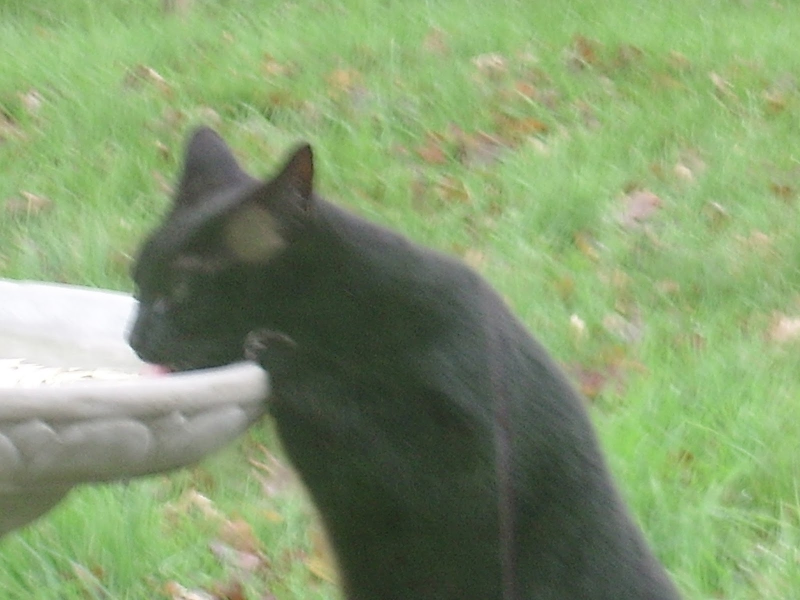 Matt Salusbury: A celebration of the life of Boris the cat 2002-2013