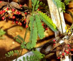 Khasiat dan Cara Menggunakan Saga Rambat untuk Pengobatan ...