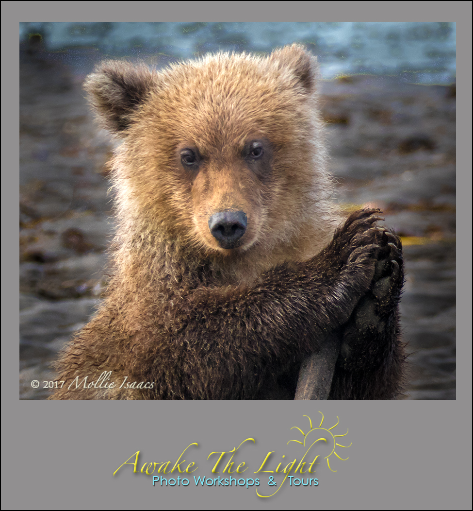 Awake The Light: Teddy Bear