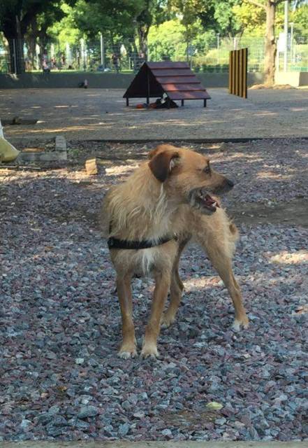 Adoptándonos: Francisco, bello perrito barbincho de tamaño chico en ...