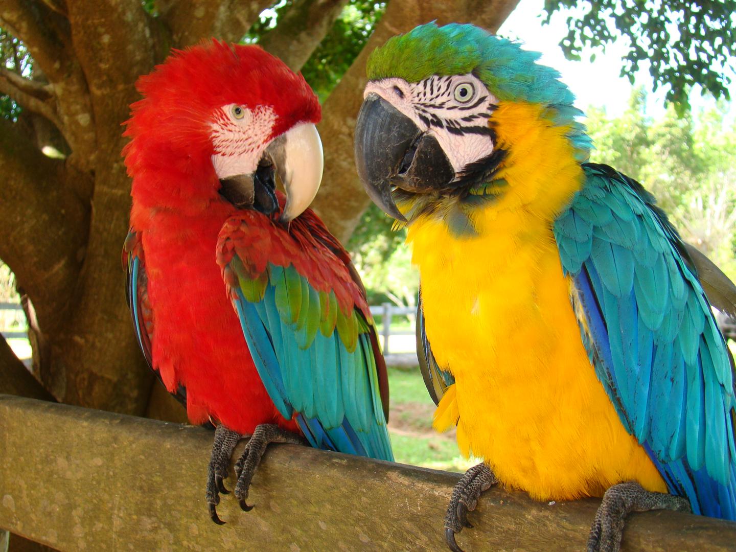 Wallpapers: Fotos e Imagens de Araras