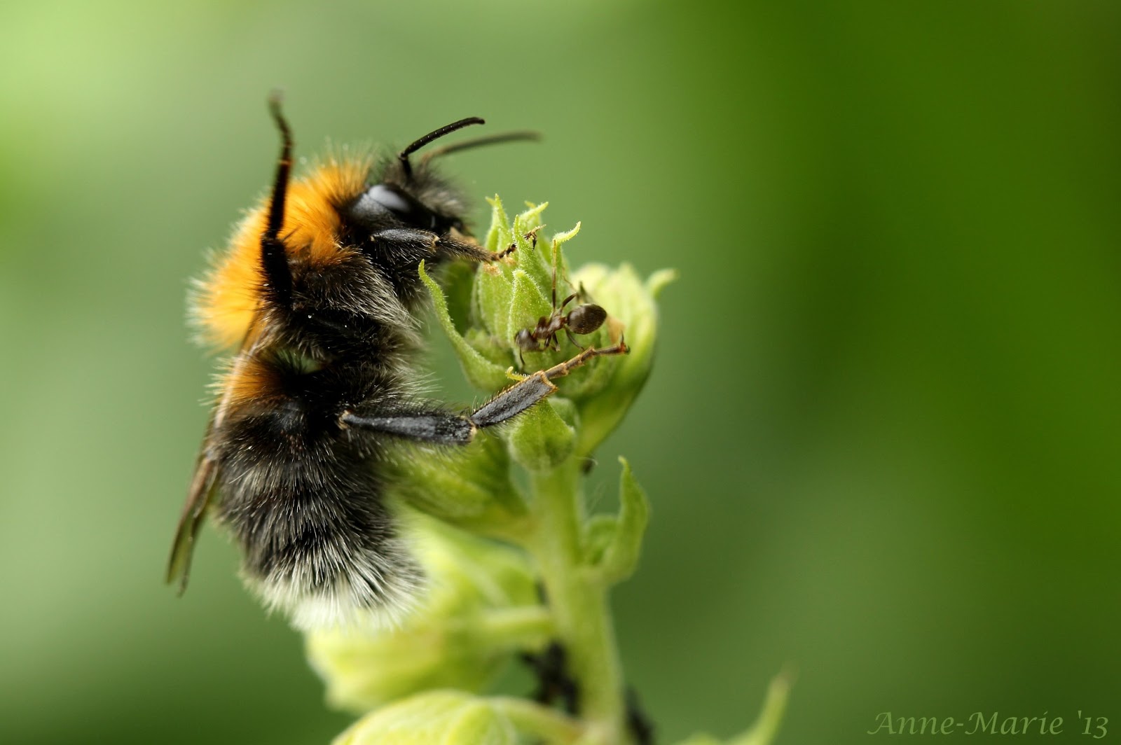 tuynvrouwe: Dambordvlieg en boomhommel