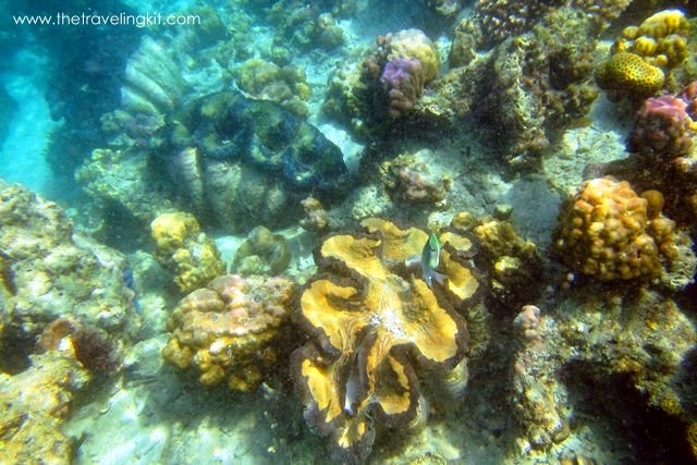 Giant Clam Sanctuary in Samal