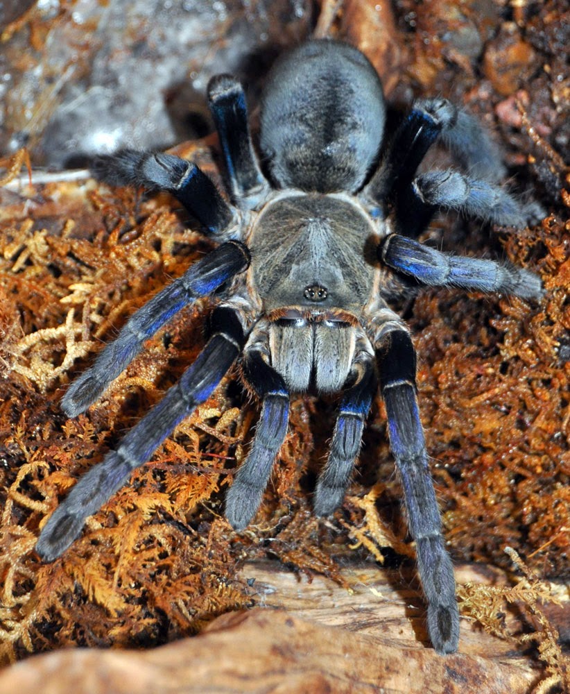 Tarántula azul cobalto (Haplopelma lividum)