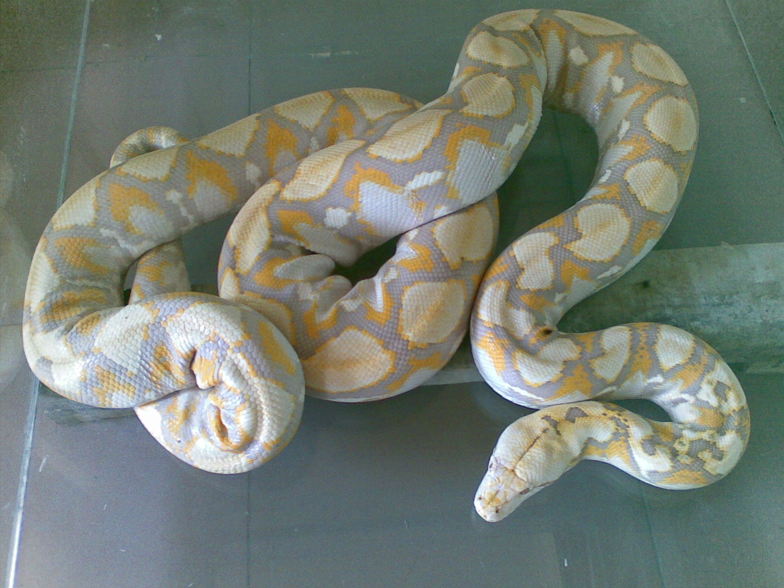 ular: RETIC ALBINO PURPLE