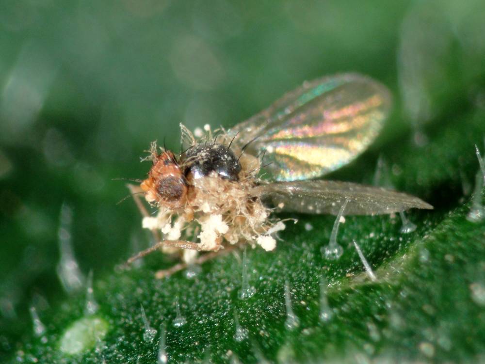 Homo agricola: Epizootias en insectos plaga