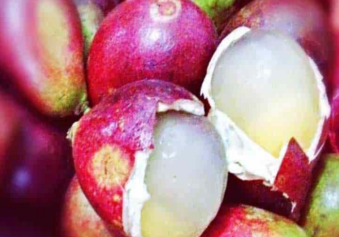 Raising Unique Fruit Matoa - World of Health