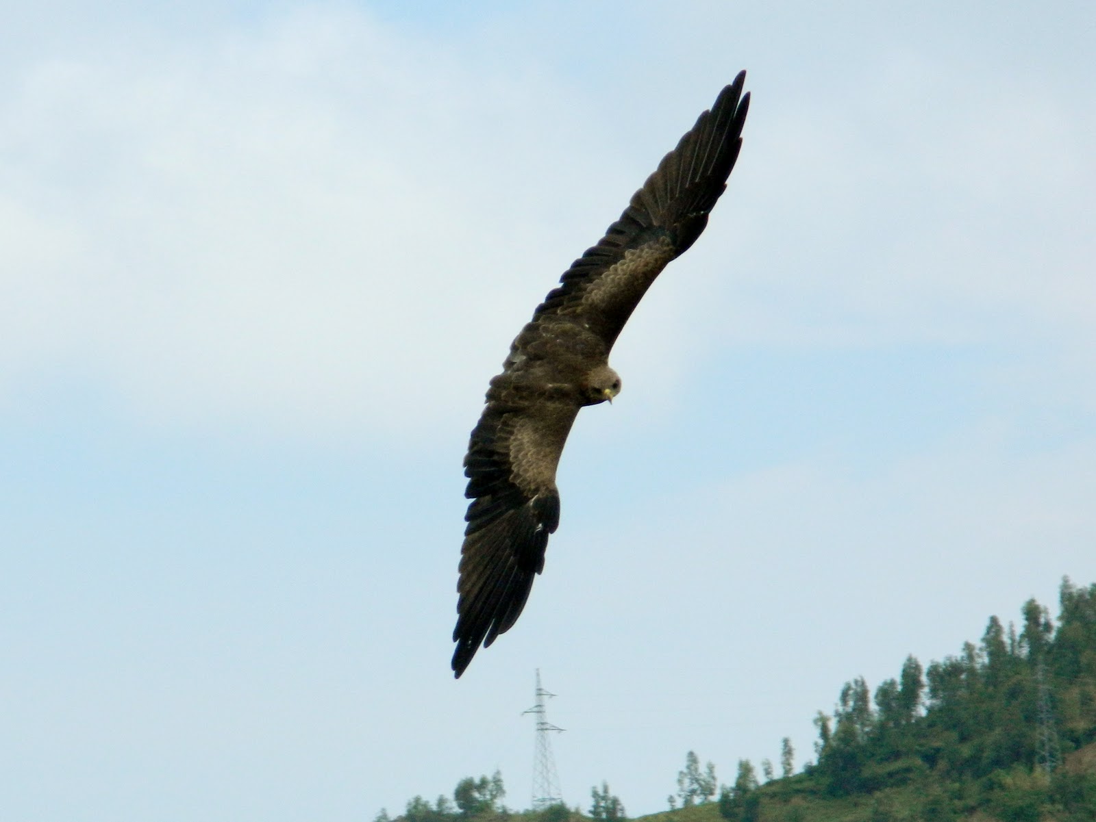 Rwanda on the Wing: The Kinyarwanda-English Bird Dictionary