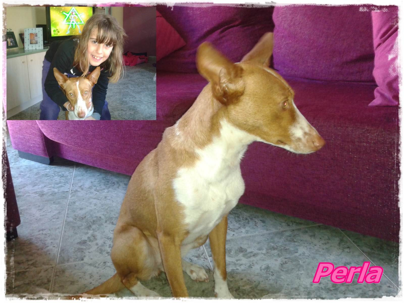 Ladridos y Lametones: PON UN PODENCO EN TU VIDA...