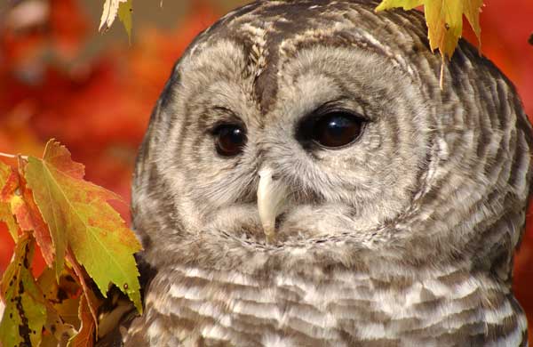 Bev's Nature Blog: Barred Owl