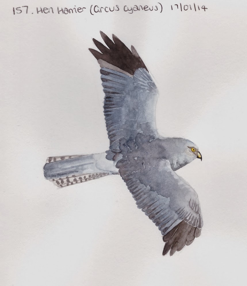 Learn.Draw.BIRD.: 157. Hen Harrier (Circus cyaneus)